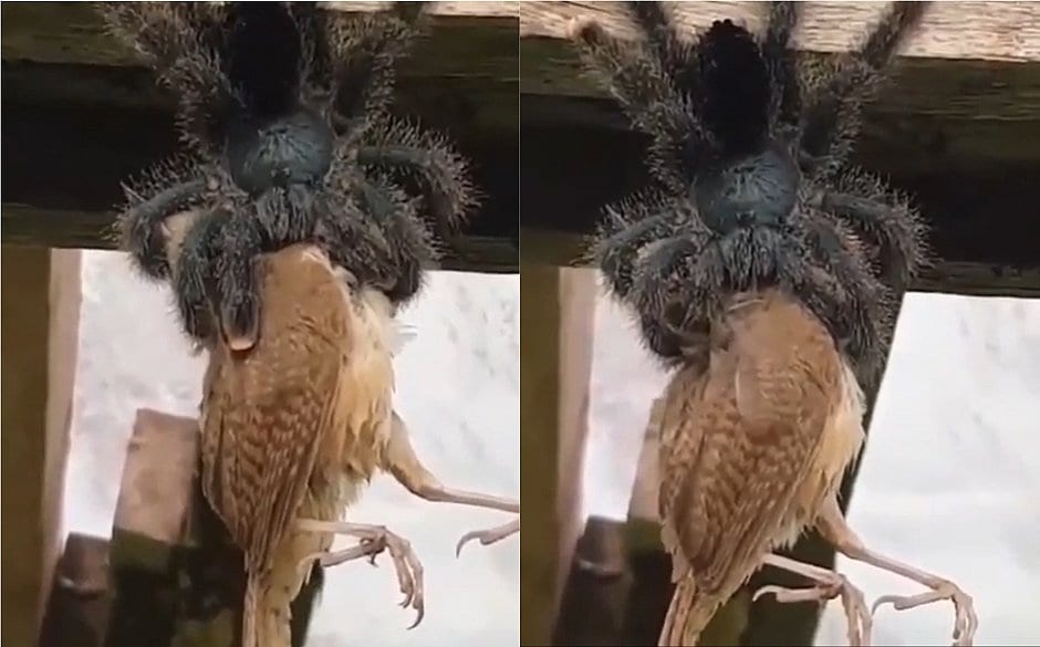 BIZARRO: Vídeo de Aranha devorando pássaro surpreende especialistas ...